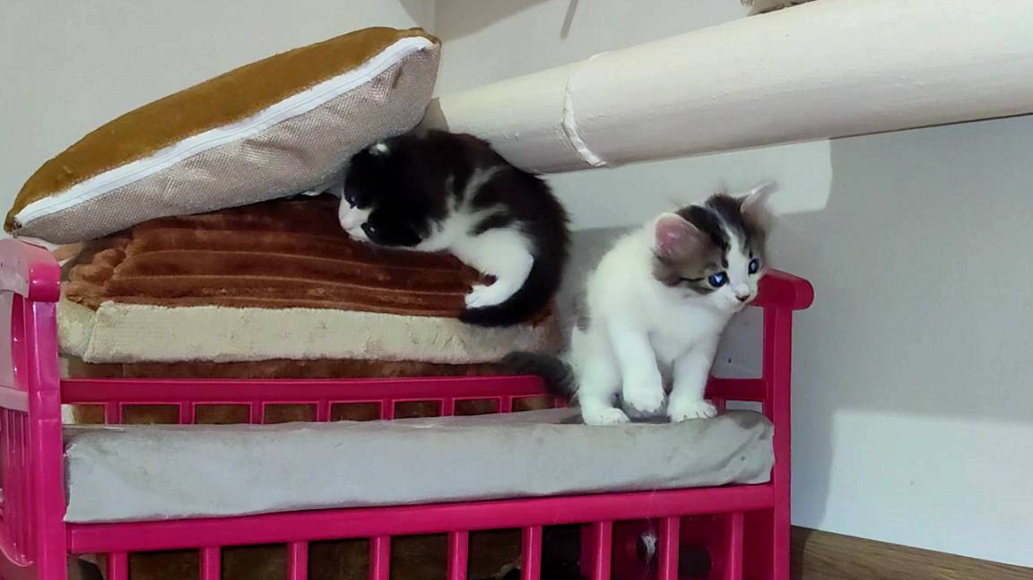 Котенок, помоги мне достать подушку. Весёлые котята.