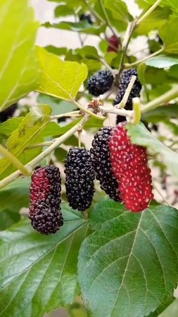 Mulberry Plant  Fruiting | #Shorts | #video | #Mulberry | #Mulberrys