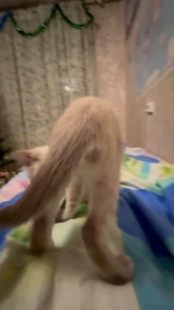 Смешная Милка#котёнок чистюля#малыш#keto#ket
