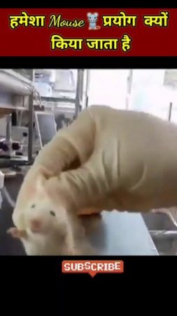 वैज्ञानिक हमेशा चूहा पर ही प्रयोग क्यों करते हैं|Why do scientists always experiment on mouse#short