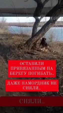 Тунгуса бросили умирать
