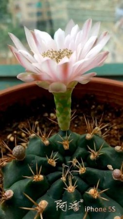 13小時仙人掌開花全紀錄