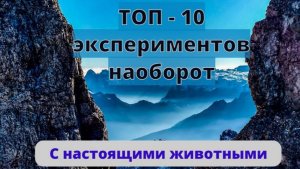 Топ 10 смешных видео с животными наоборот