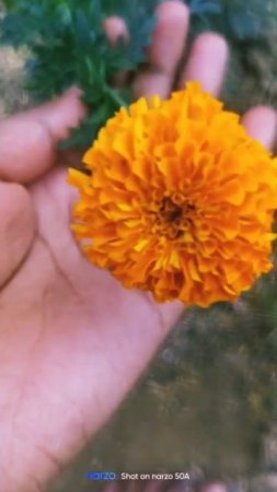 Bas yhi khi reh ja ~Beautiful winter flower/ Orange merigold and grasshopper #photography #shorts