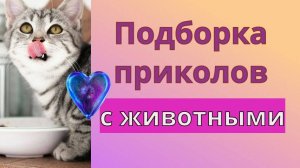 Подборка приколов с животными