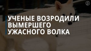 Ученые возродили вымершего ужасного волка