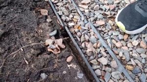 Недостатки благоустройства березовой рощи в Ачинске