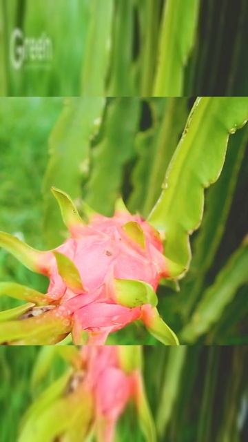 Драконья ягода: Сон природы