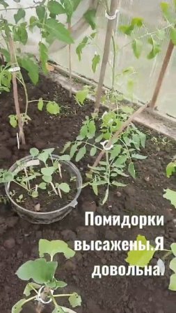 в теплице помидоры высажены