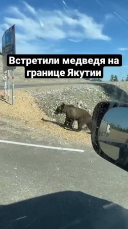Встретили медведя в Якутии
