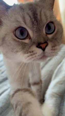 Котик лапку дает😸 друг😉 #cat #cute #kitten #киса #kiti #котик #кот #кошка