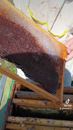 Расширение гнезда 🐝