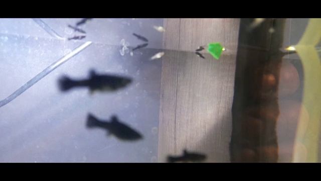 Ч 52 Аквариум. Пистия. Гупи родила.