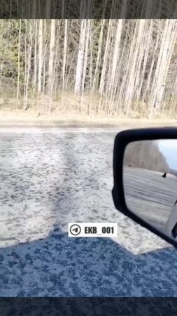 🐻Медведь выбежал на трассу рядом с Верхотурьем