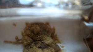 vac purged bho no heat