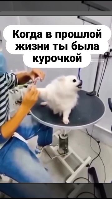 Когда в прошлой жизни собака была курочкой