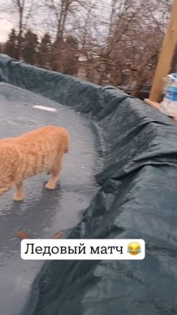 Ледовый матч
