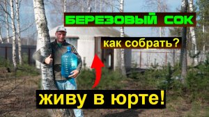 БЕРЕЗОВЫЙ СОК КАК СОБРАТЬ! ЖИВЕМ В ЮРТЕ, собираем березовый сок, как собрать березовый сок Юрта дом