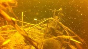 Deerfield Lake Microfauna