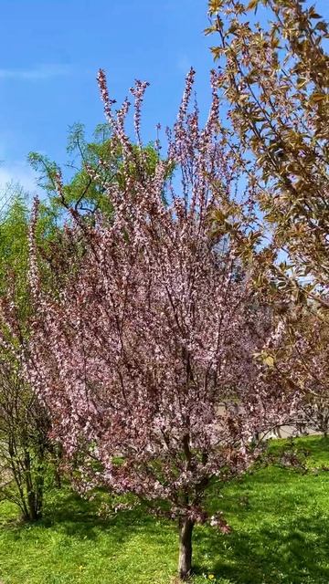 Растение напоминающее сакуру. Смотрится потрясающе.