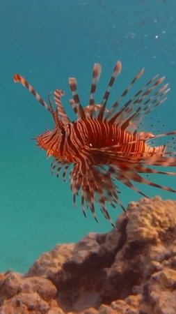Lion Fish. #lionfish #egypt #marsaalam #fish #vitaliy6447 #snorkeling #animals #zebrafish #tropical