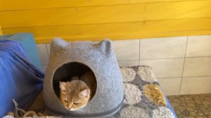 МЕЙН-КУНЫ ЗНАКОМЯТСЯ С ГИБРИДНЫМИ КОТЯТАМИ