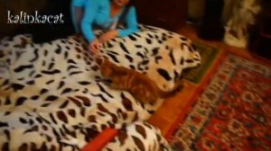КотоПес или Сойка зажигает