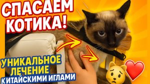Иглы вместо таблеток?! Как китайская медицина спасает нашего котика  😿