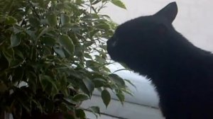 котэ ест каноплю