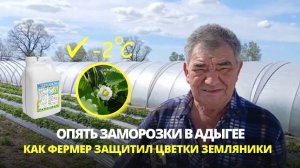 Как фермер защитил цветки земляники от заморозков  в Адыгее. Опыт применения фитомодулятора