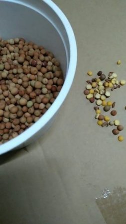 Seeds prep for growing pea microgreens. #microgreens #peashoots
