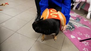 DIY I Hunde Hot Dog Kostüm aus Die Sims 4