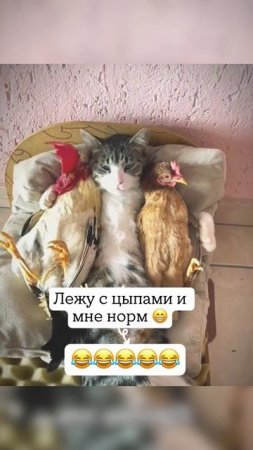 Лежу с цыпами и мне норм