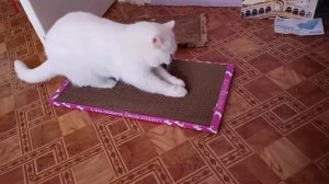 Когтеточка и коту и кошке зашла!❤️