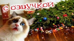 приколы с котами с озвучкой! самая смешная озвучка животных 2025