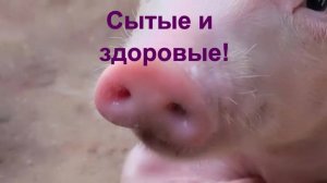 Как и чем кормить свиней [экструдированный корм] [свиноводство]