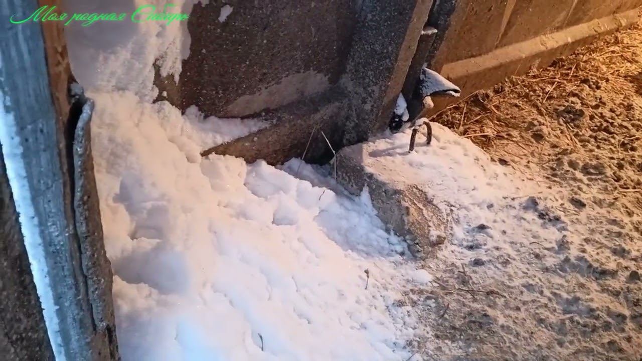 Про наших Степку и гусыню Степаниду.