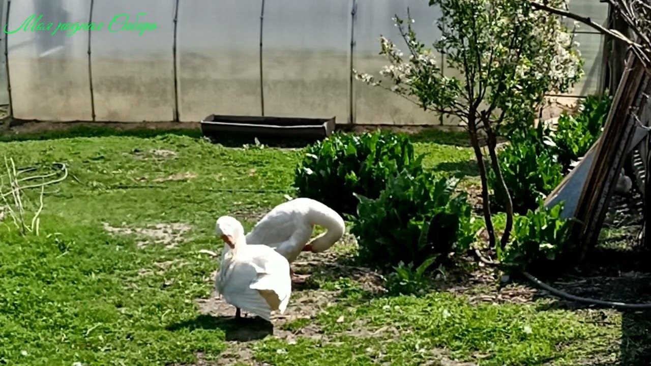 Сегодня гуси мирные, каждый занят своим делом!