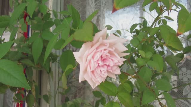 Благодатный Огонь! Христос Воскресе!