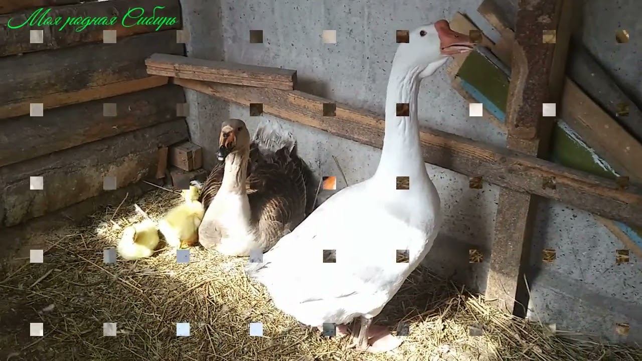 Каждая гусиная семья охраняет своих гусят.