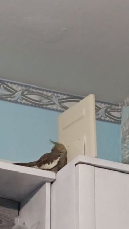 чикины бои