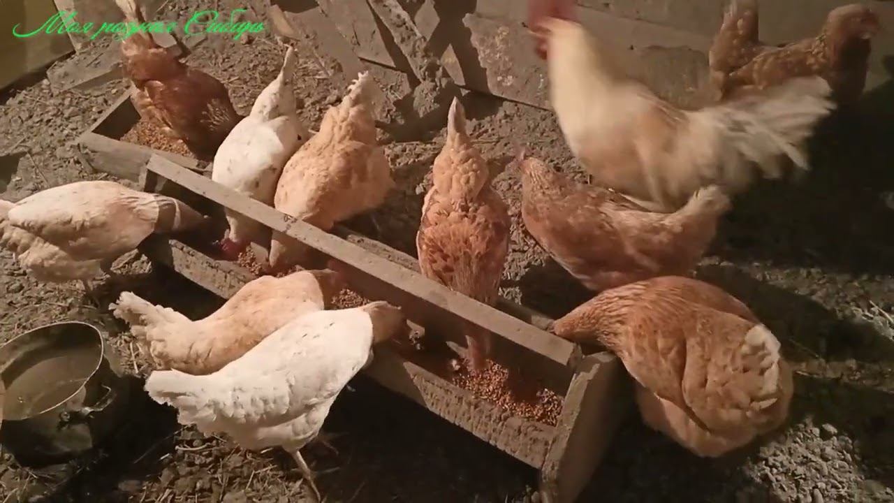 Наши курочки - красотулечки, и зимой несут нам яйца!