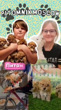 экскурсия питомник пуделей