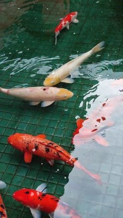 золотые рыбки  карп тайланд  goldfish carp thailand