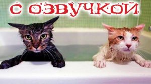 приколы с котами с озвучкой! смешные коты и кошки 2025! до слёз
