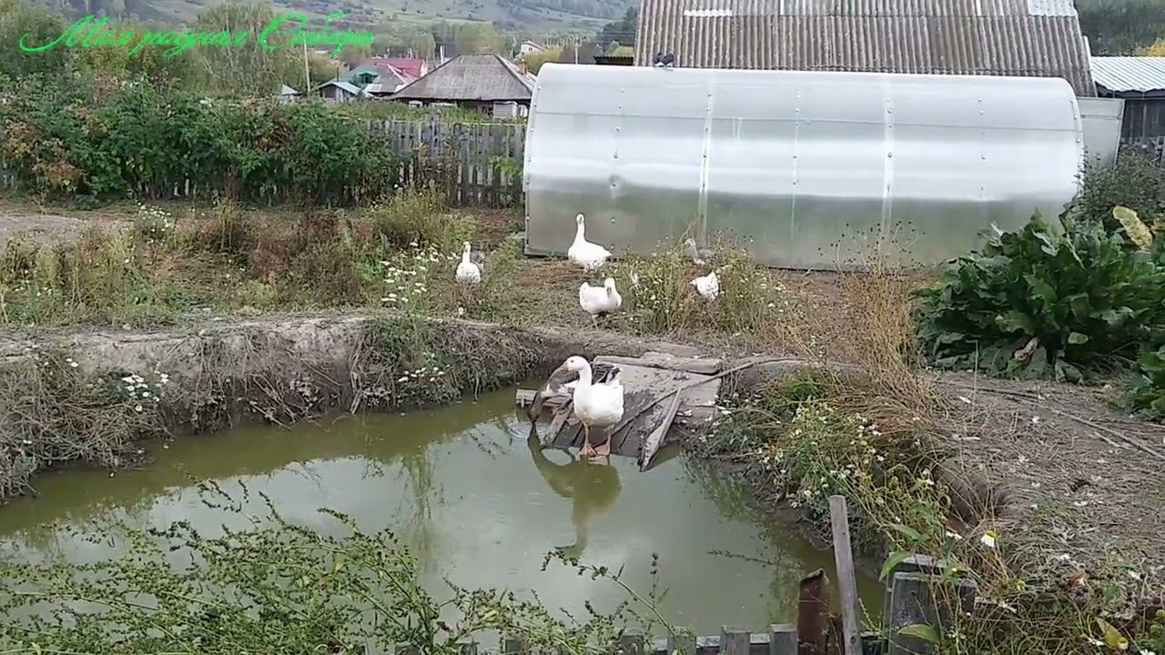 Голуби целуются на крыше.  Курицы бегуньи, бегут по своим делам!