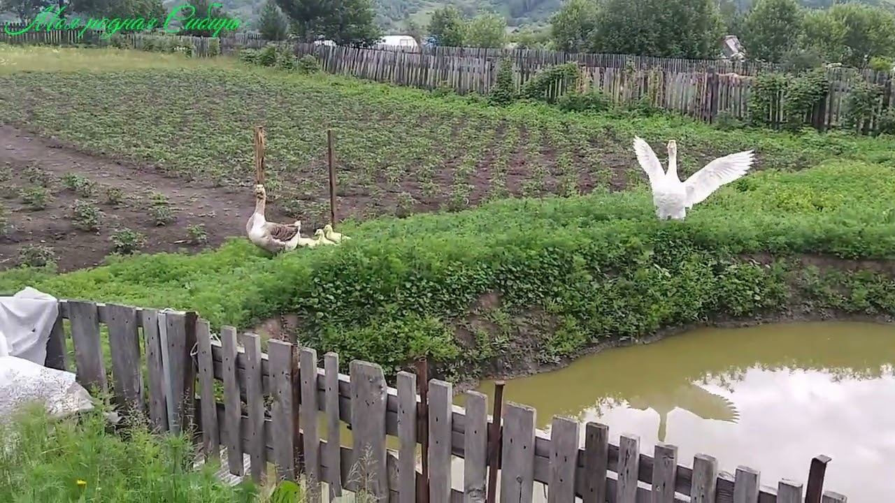 Серая гусыня и Белый гусак вывели своих деток на улицу.