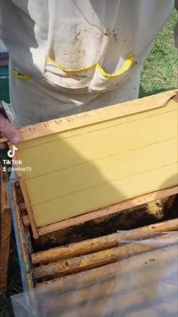 🐝🐝🐝🐝🐝🐝🐝