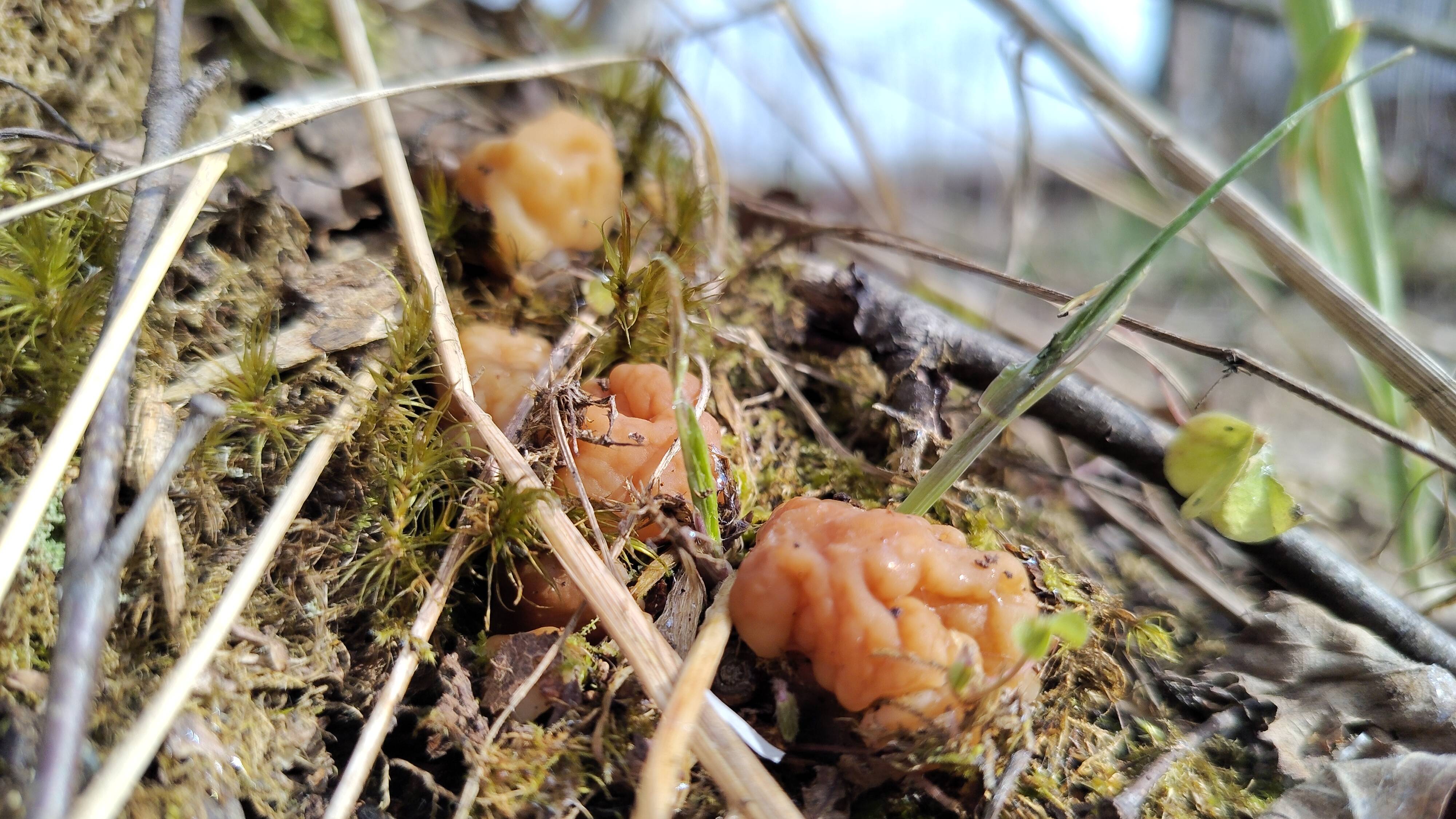 Ура! Строчки пошли в рост. Сбор саркосцифы.