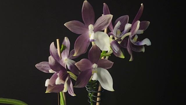 Phal. speciosa Mauve TL +